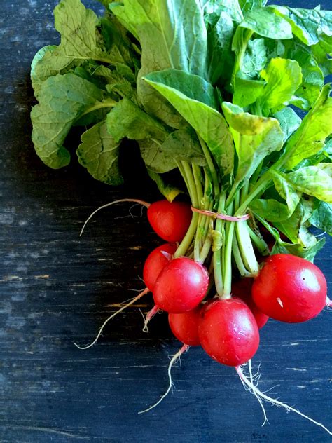 Редис вена - 80 фото