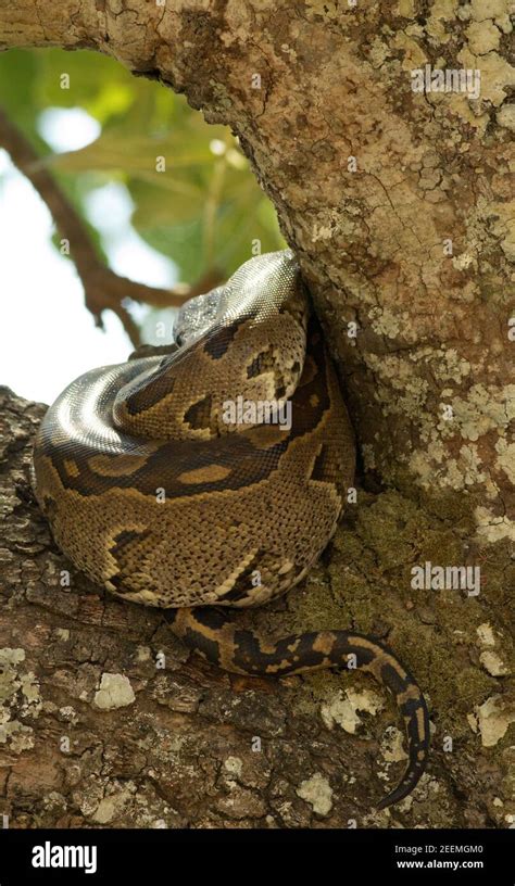 African Rock Python South Hi Res Stock Photography And Images Alamy