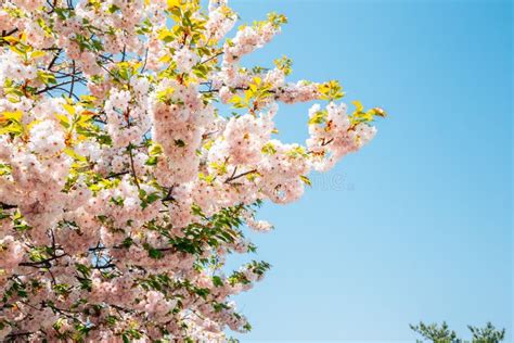 Pink Cherry Blossoms At Gakwonsa Temple In Cheonan Korea Stock Image