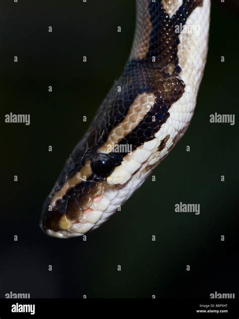 Carpet Python Stock Photo Alamy