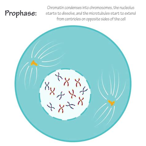 Prophase Drawing
