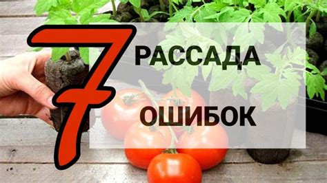 ПОСАДКА РАССАДЫ Рассада помидор рассада перцев ошибки посева
