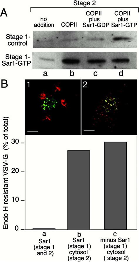 Sar1 Tubules Are Functional Intermediates In Er To Golgi Transport A Download Scientific