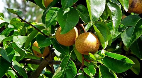 Chastity® Pear Tree For Sale