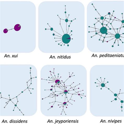 Median Joining Haplotype Networks Of Nine Anopheles Species Identified