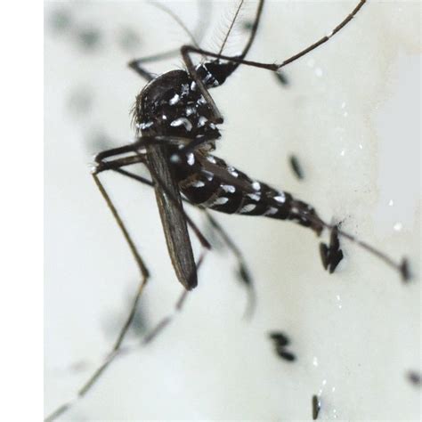 Mosquito Surveillance Techniques Professionals Utilize