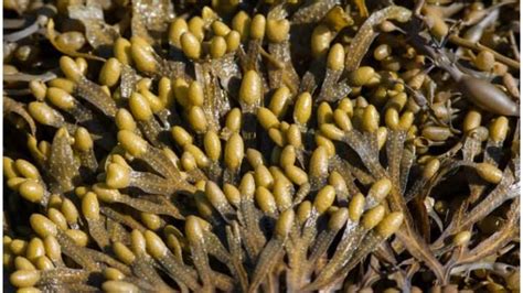 Phaeophyta Brown Algae Interesting Facts Side Effects Life Cycle