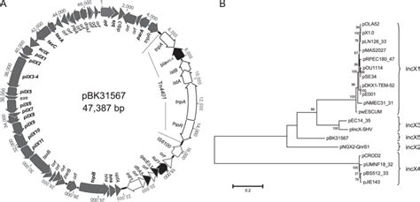 A Structure Of Plasmid Pbk31567 Open Reading Frames Orfs Are Download Scientific Diagram