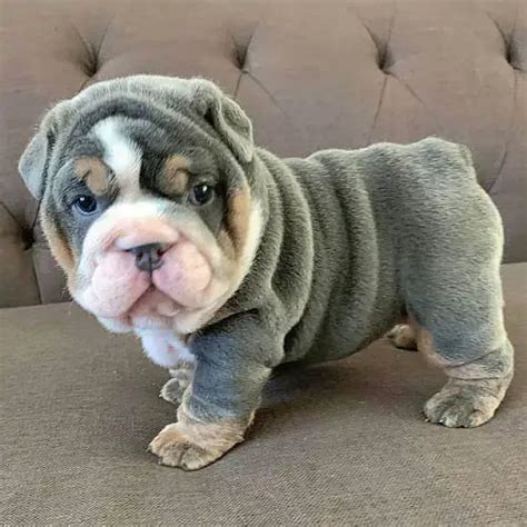 English Bulldog Colors Pcci Humbled Blogged Pictures Library