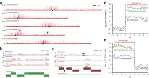 Genome Wide Analysis Of Arabidopsis Thaliana Dna Methylation Uncovers An Interdependence Between