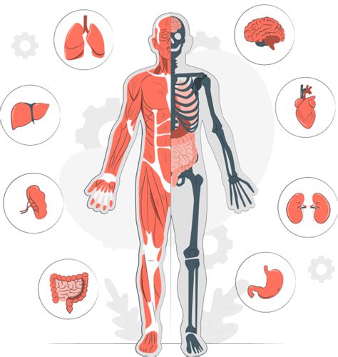免费svg下载身体解剖学矢量svg插画素材下载身体解剖学矢量svg插画svg免费下载svg素材免费下载png派