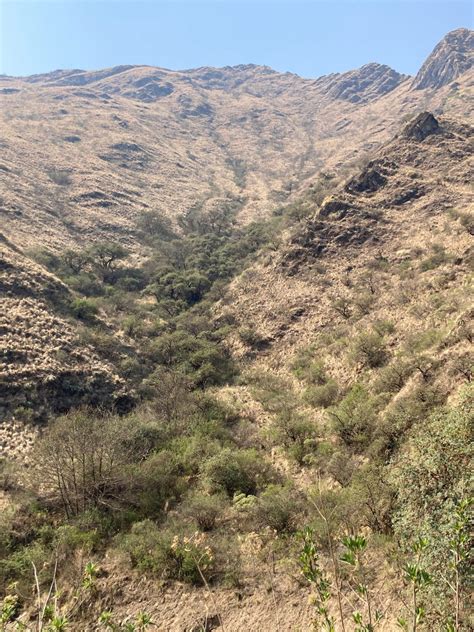 Performance Of Novel Remotely Sensed Variables In Maps Of Bird Species Distributions In