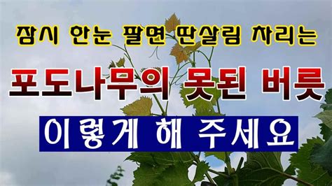 텃밭농부 1587 잠시 한눈 팔면 딴 살림 차리는 포도나무의 못된 버릇 이렇게 해 주세요 포도재배 Youtube