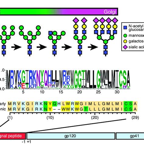 Pdf Signal Peptide Of Hiv Envelope Protein Impacts Glycosylation And