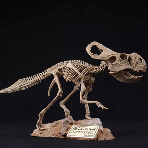 Fossiler Velociraptor Protoceratops
