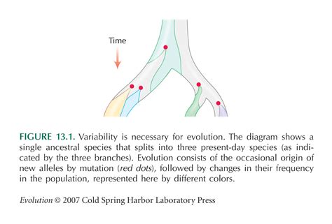 Evolution Figures Chapter 13
