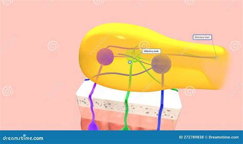 Action Potential And Neuron Membrane Spike After Stimulus Outline Diagram Cartoon Vector