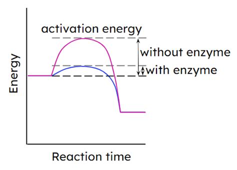 Lesson Explaining Effects Of Substrate Concentration And Temperature