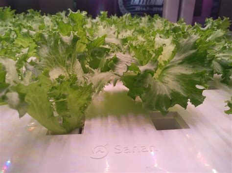 植物工厂摄影作品展示 行家说
