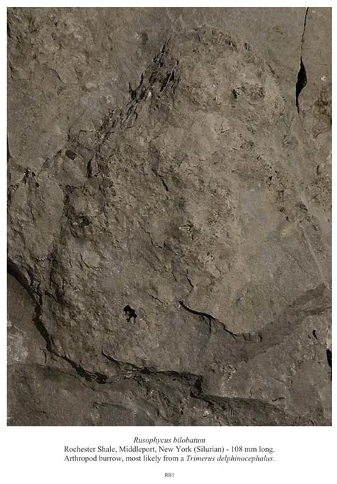 Trace Fossils Ichnology Lask Fossil Collection