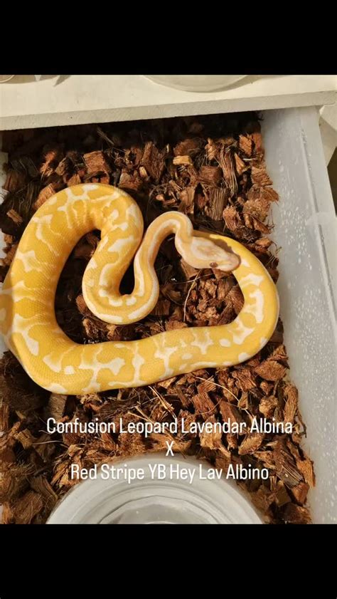 Ball Pythons Honduran Milk Snakes Emeraldcityreptiles • Instagram