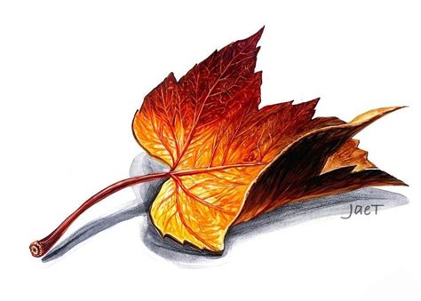 재티 On Instagram 정말 자주 자주 그려보는 낙엽 그리기 재티 Jaet 기초디자인 그림 미술 입시 낙엽 낙엽기초디자인 나뭇잎 개체 수채화