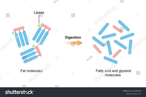 Scientific Designing Fat Molecules Digestion Lipase Stock Vector Royalty Free