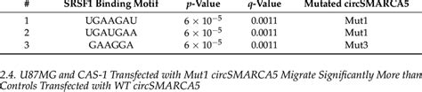 Experimentally Validated Srsf1 Binding Motifs Significantly Occurring Download Scientific