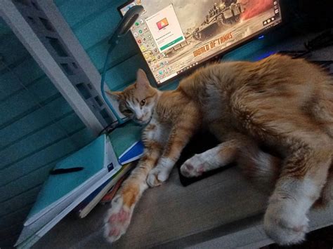 кот сонный Создать мем Meme