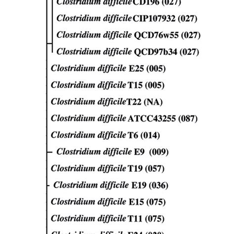 Toxin B Gene Based Dendrogram Neighbor Joining Dendrogram Reflecting