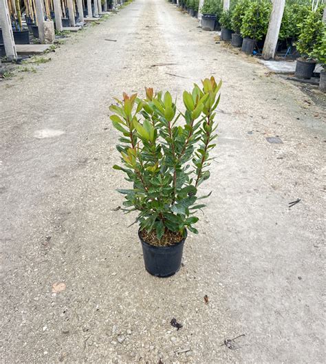 Arbutus Ericaceae Acciarri Nurseries