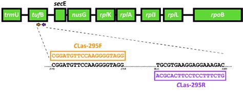 Figure 1 From Development Of Multiplex Rt Pcr Assay For The Simultaneous Detection Of Four