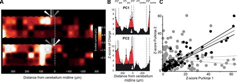 Figures And Data In Stereotyped Spatial Patterns Of Functional Synaptic Connectivity In The