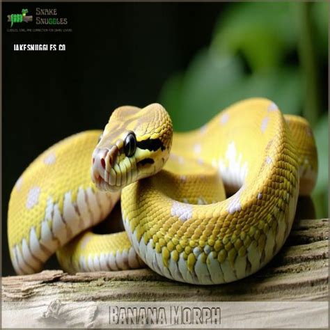 Ball Python Morph Market Breeders Trends Care And Top Morphs