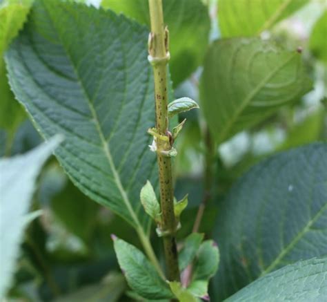 Propagating Hydrangeas Cuttings Tip Rooting Air Layering And