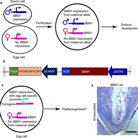 A Male Expressed Rice Embryogenic Trigger Redirected For Asexual Propagation Through Seeds