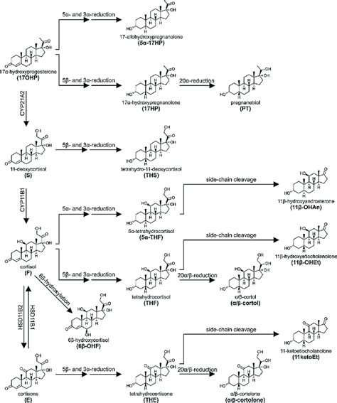 Schematic Overview Of The Pathways Linking Glucocorticoids And Their Download Scientific