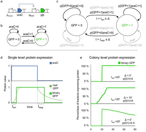 Probabilistic Timed Automata Model And Simulation Data For A YES AraC