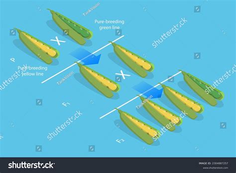 Mendels Laws Of Inheritance Over 94 Royalty Free Licensable Stock