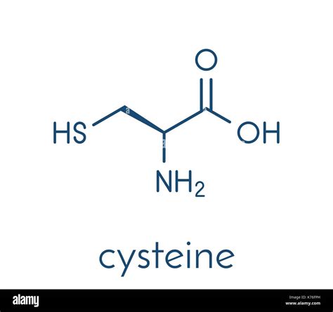Cysteine L Cysteine Cys C Amino Acid Molecule Skeletal Formula