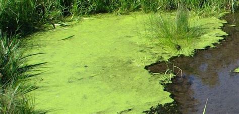 What To Know About Blue Green Algae Blooms In Lake Wylie Near Charlotte
