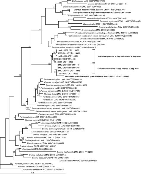 Maximum Likelihood Tree Based On Almost Complete 16s Rrna Gene