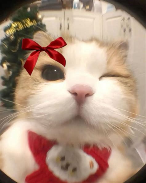 Cute Christmas Cat Pfp Match Süßes