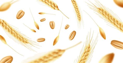 현실적인 밀 귀 배경입니다 곡물과 씨앗으로 잘 익은 작은 이삭을 날리고 초점과 초점을 흐리게 하고 유기농 식품 농업 문화 베이커리 및 맥주 배너 배경 완전한 벡터 개념 밀에