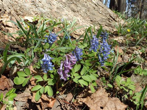 4月の野草だより 円山公園