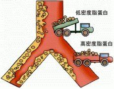 胆固醇酯 360百科