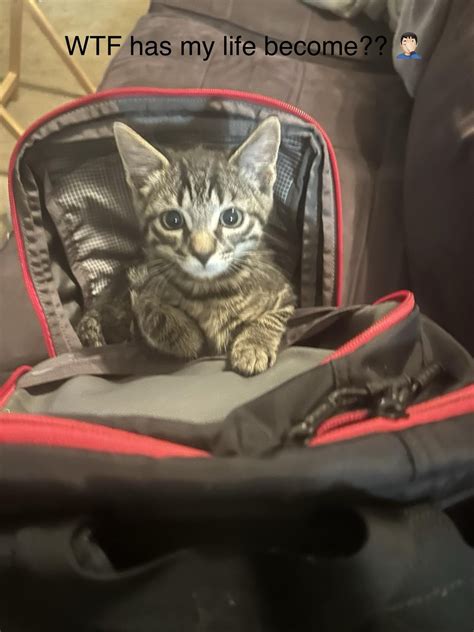 Ive Got Baggage Rstandardissuecat