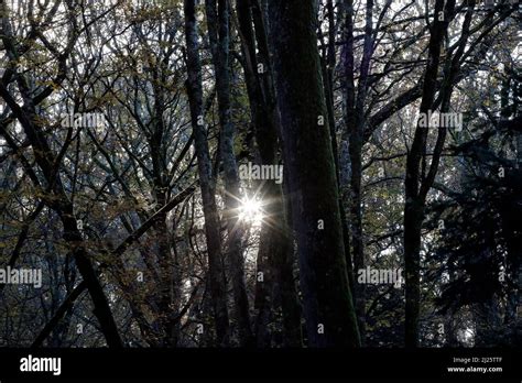Sunlight Coming Through Trees Hi Res Stock Photography And Images Alamy