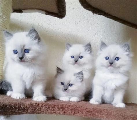 Ragdoll Kittens Breeder Postadsph