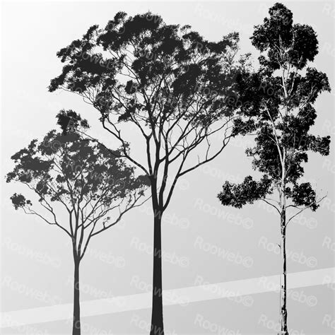 Eucalyptus Tree Bundle 1 Rooweb